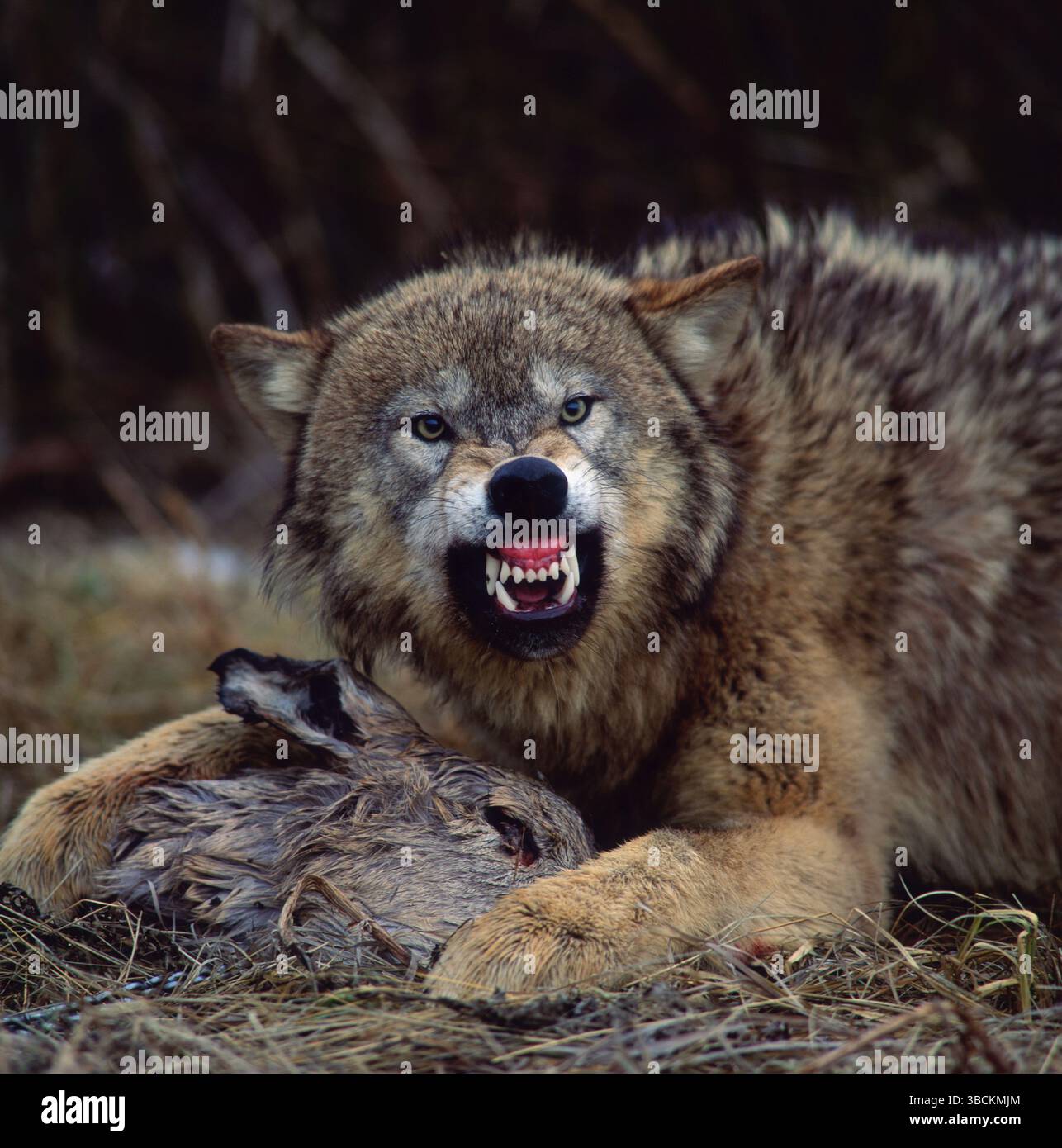 Gray wolf (Canis lupus) growls at prey, growling, snarling Stock Photo ...