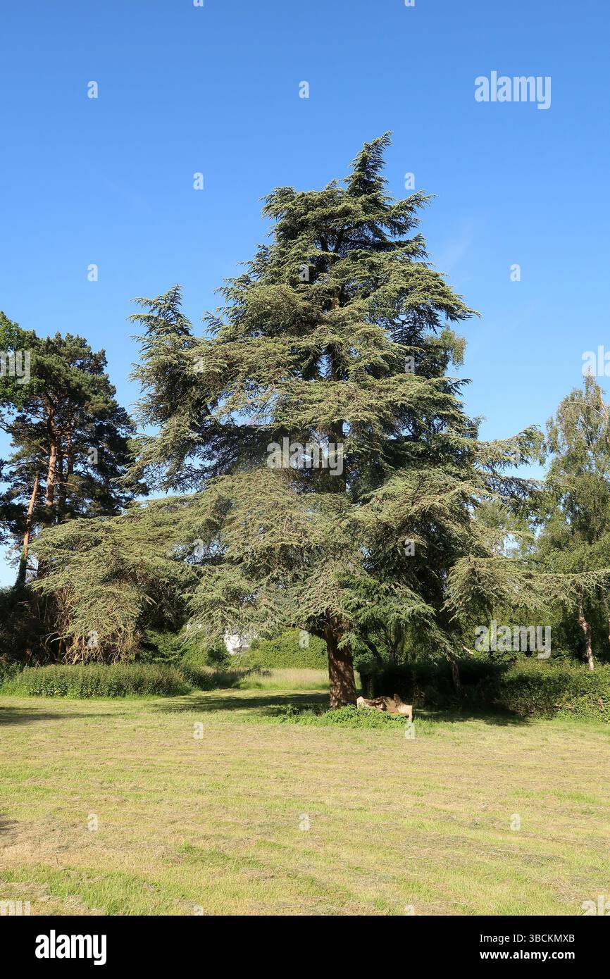 Evergreens in a bright sunny woodland landscape Stock Photo - Alamy