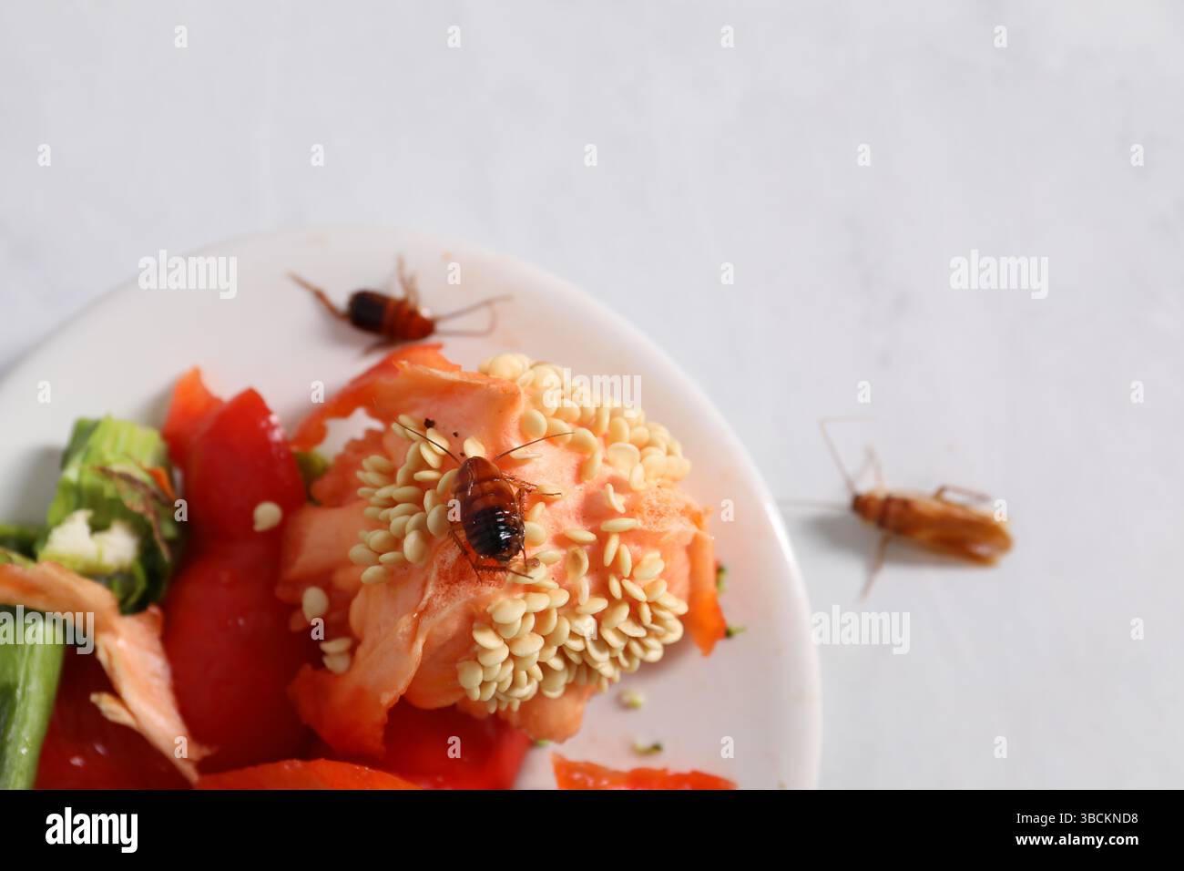 Cockroaches and food leftovers on light table, top view Stock Photo - Alamy