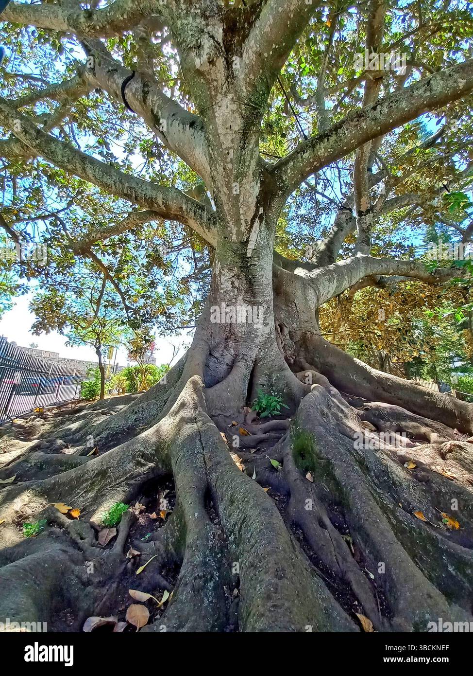 Exposed tree root system hi-res stock photography and images - Alamy