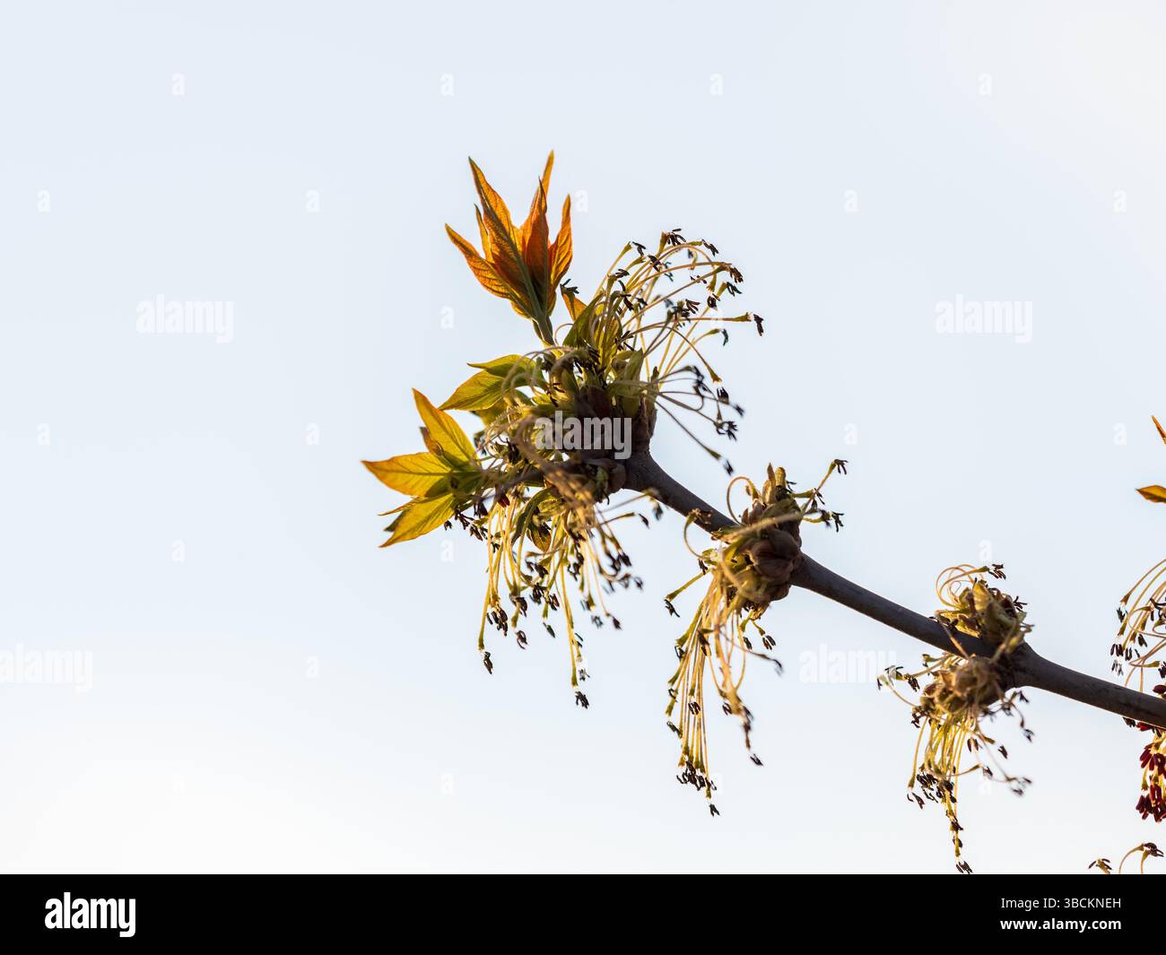 Acer negundo, Box elder, boxelder, ash-leaved and maple ash, Manitoba ...