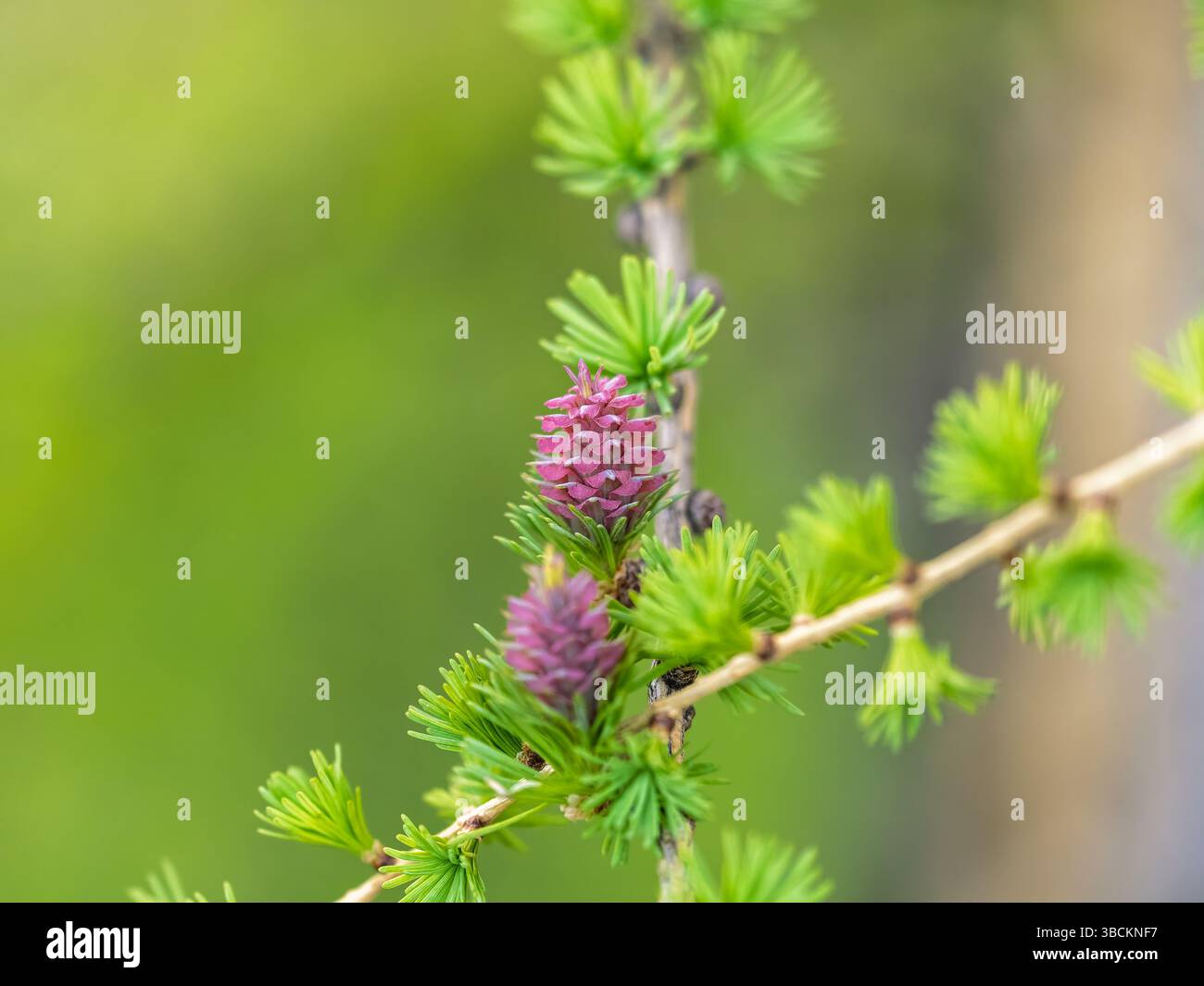 Larch tree fresh pink cones blossom at spring on nature background ...