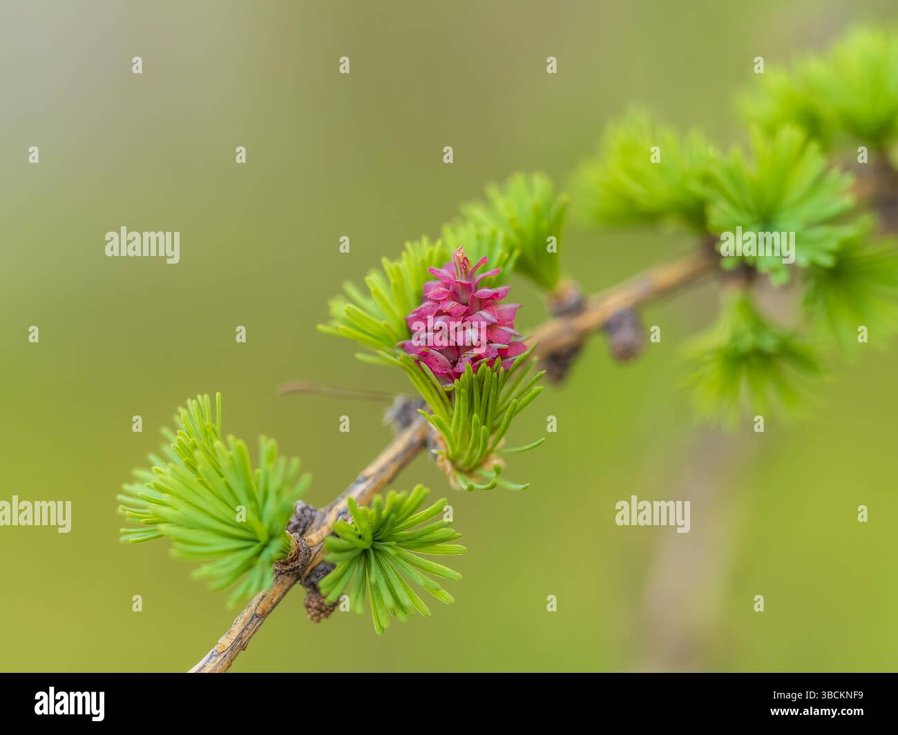 Larch tree fresh pink cones blossom at spring on nature background ...
