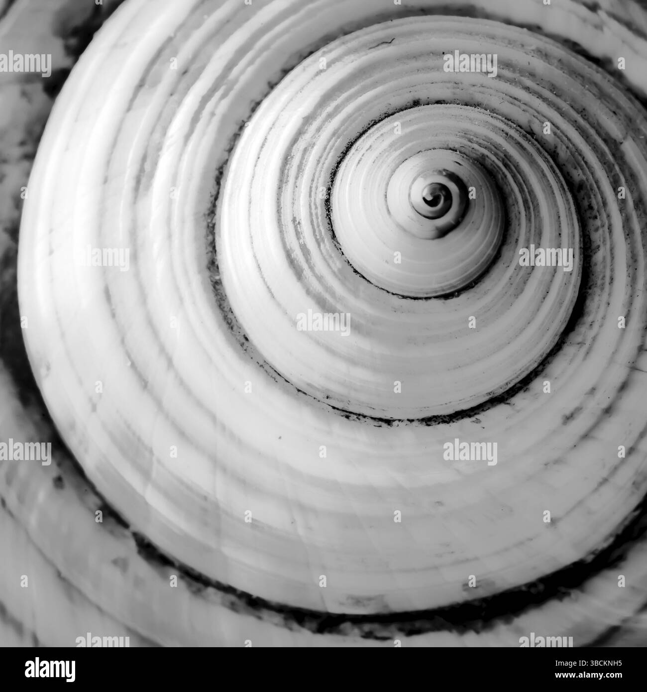 An abstract close up photo of a sea shell on a white background in ...