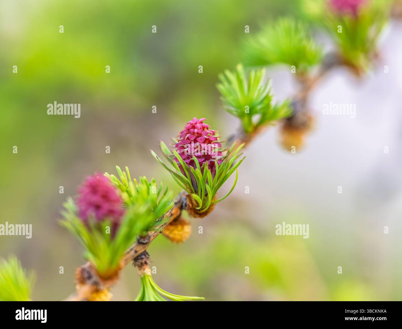 Larch tree fresh pink cones blossom at spring on nature background ...