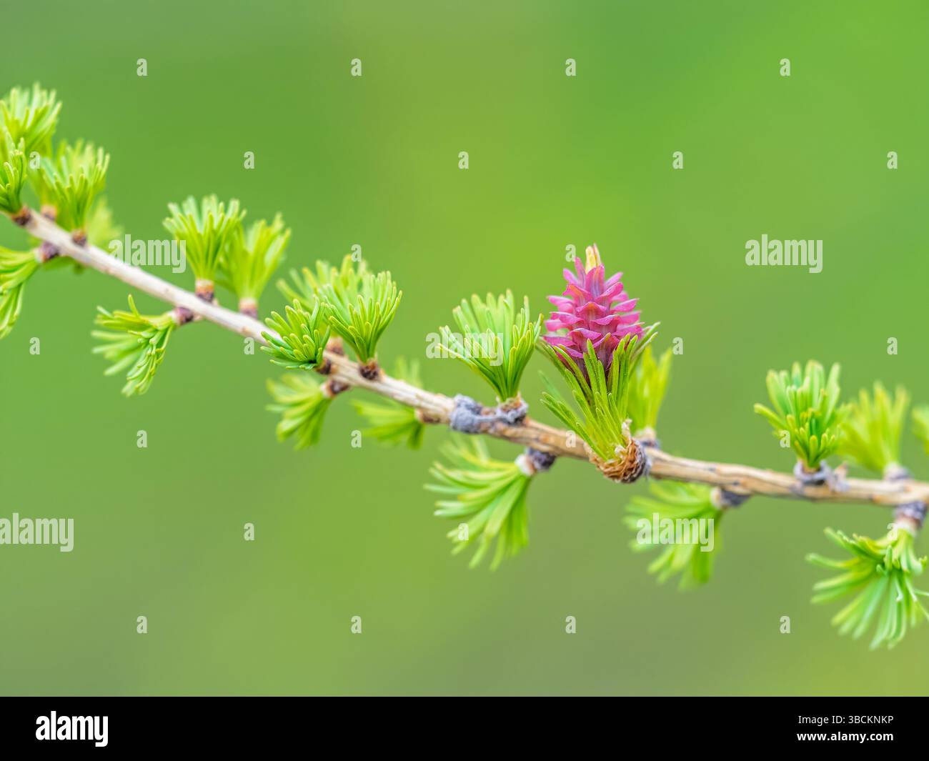 Larch tree fresh pink cones blossom at spring on nature background ...