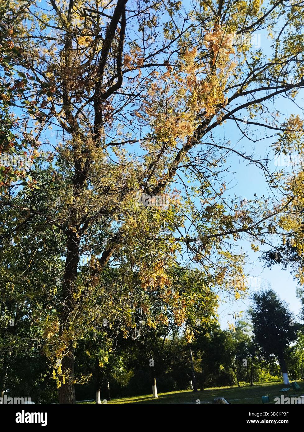 Parasites on trees hi-res stock photography and images - Alamy