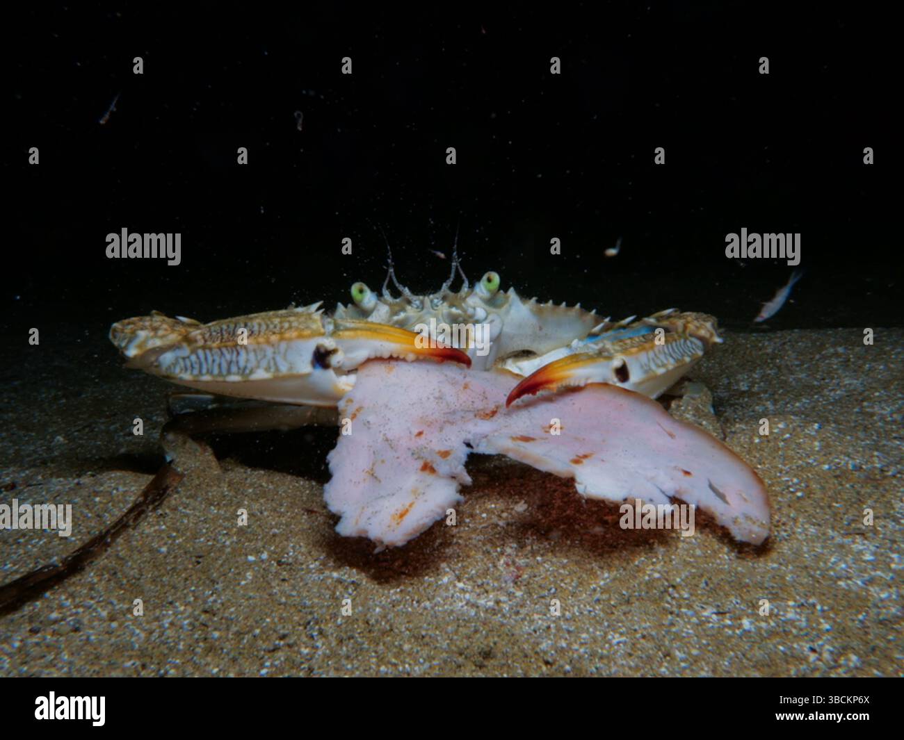 Crab swimming crab portunidae hi-res stock photography and images - Alamy