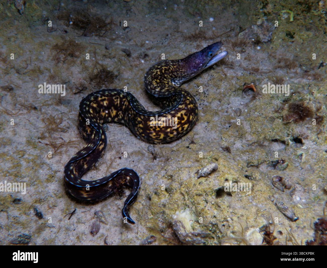 Mediterranean moray eel Stock Photo - Alamy