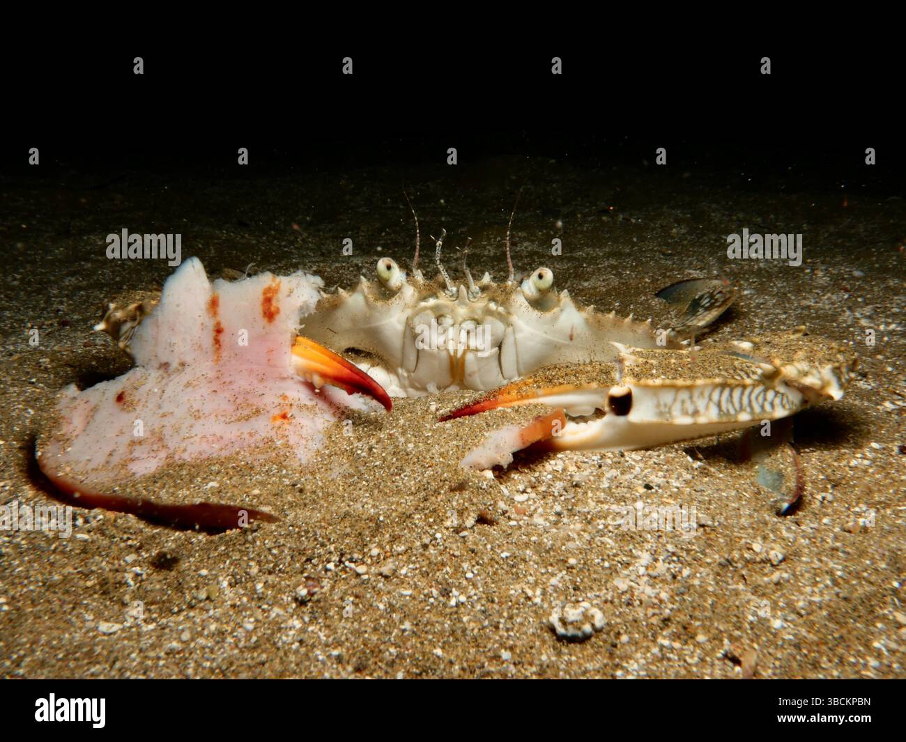 Crab swimming crab portunidae hi-res stock photography and images - Alamy