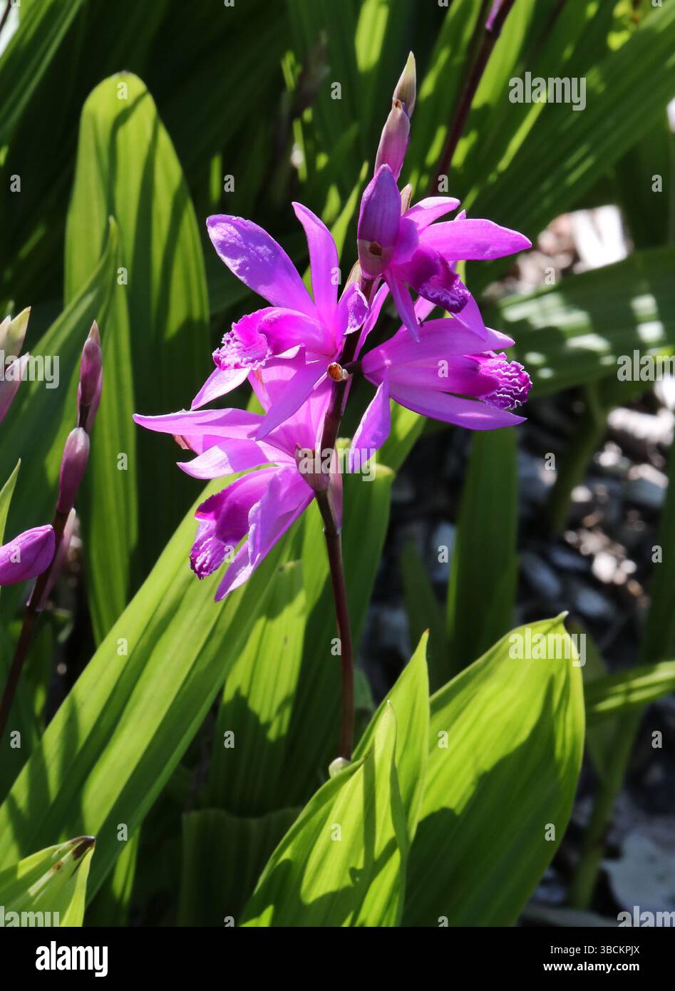 Hyacinth Orchid or Chinese Ground Orchid, Bletilla striata, Orchidaceae ...