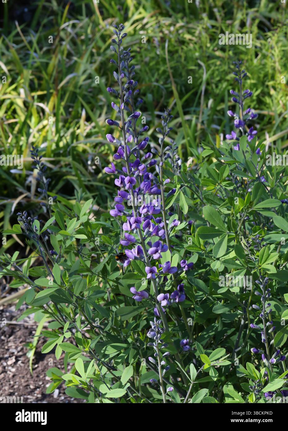 Blue False Indigo or Blue Wild Indigo, Baptisia australis "Purple Smoke", Fabaceae. Central and ...
