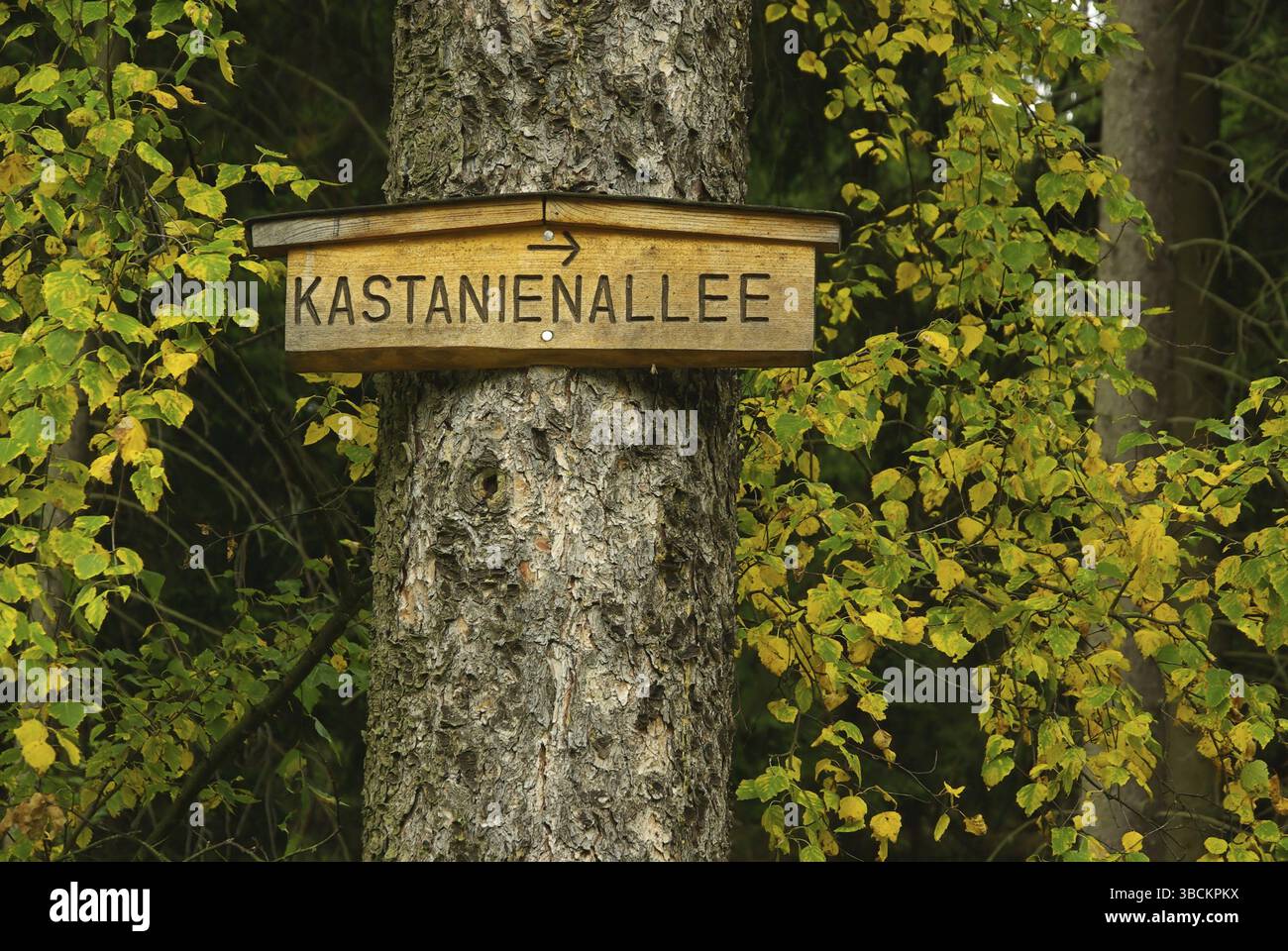 Chestnut avenue sign, chestnut walk sign Stock Photo - Alamy