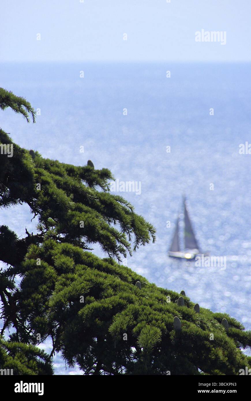 Sailing boat with cedar, cedar with sailing boat Stock Photo - Alamy