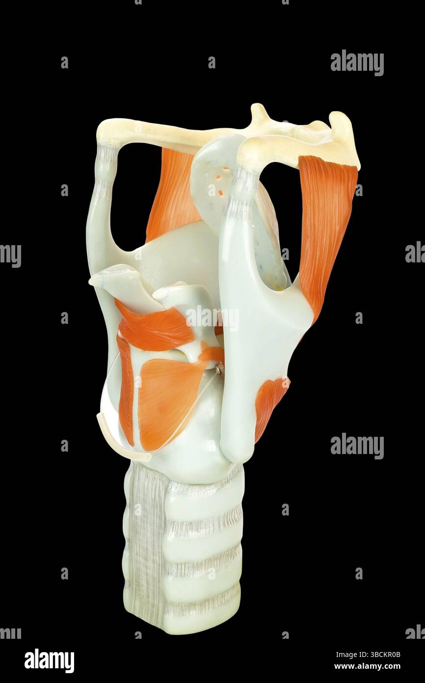Human larynx model or voice box isolated on black background Stock ...