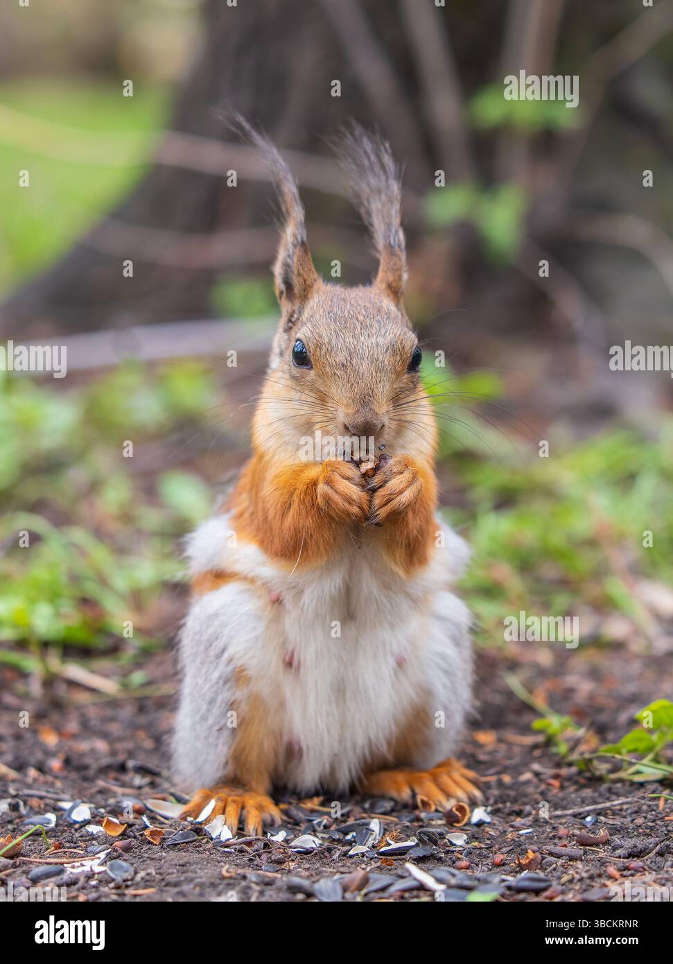 Squirrel eats a nut while sitting in green grass. Eurasian Red squirrel, Sciurus vulgaris ...