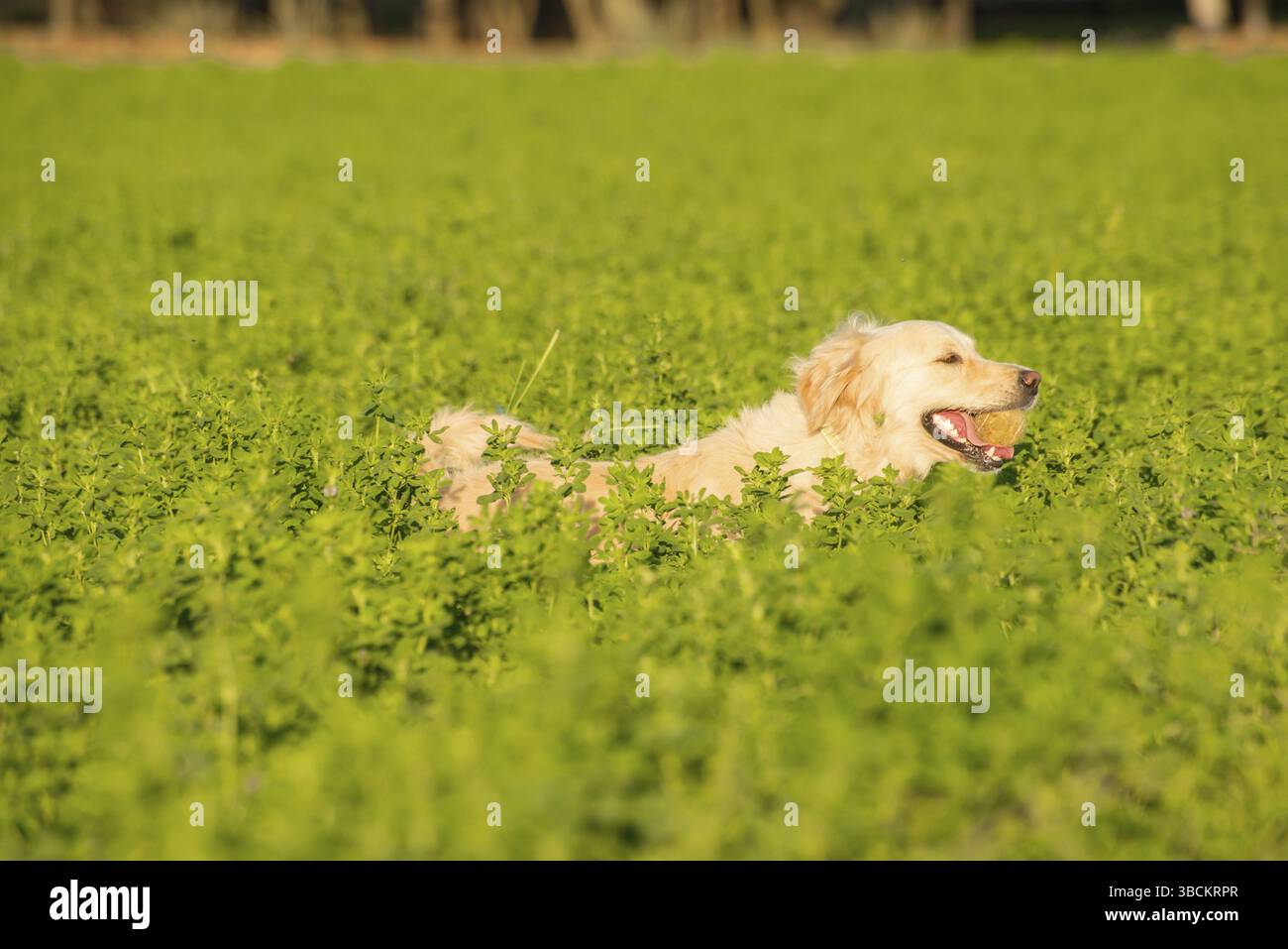 Golden Retriever fetching a ball in the lush fields green farm fields ...