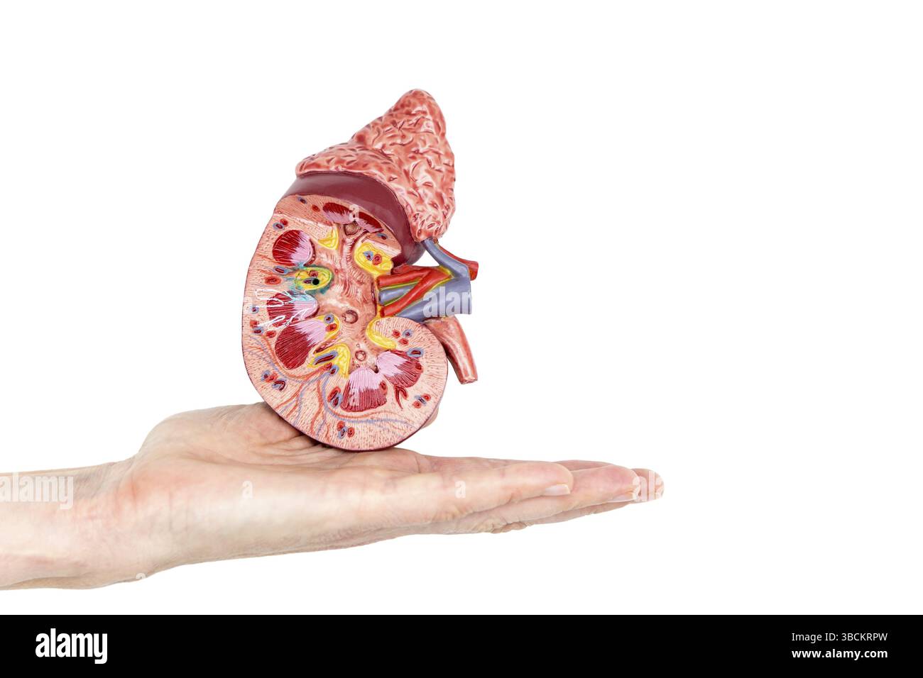 Flat female hand showing model with cross section of human kidney ...