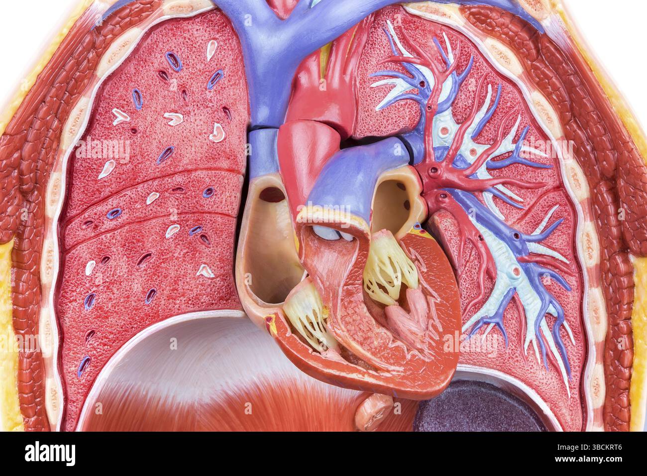 Open artificial model human body with lungs and heart Stock Photo - Alamy