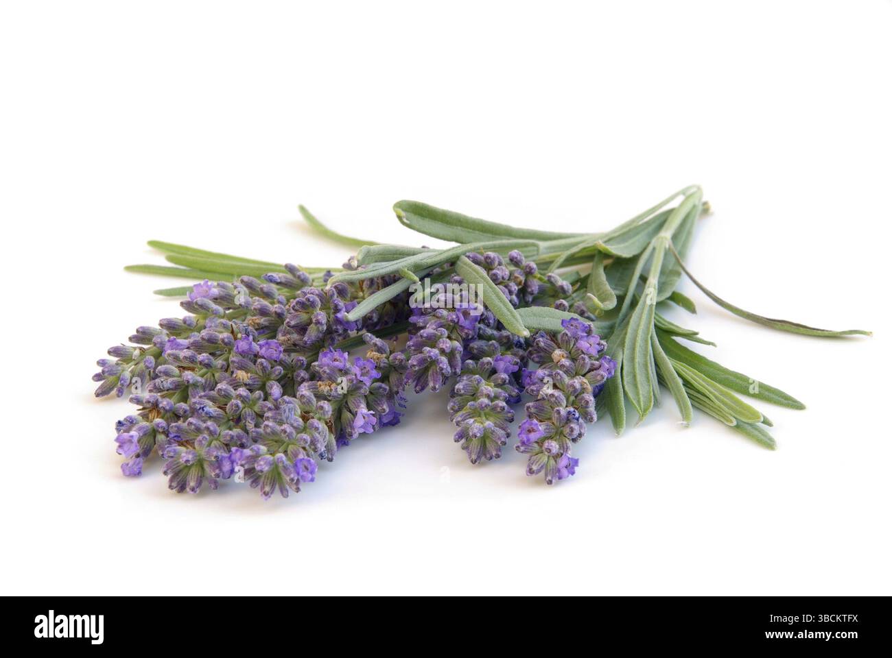 Lavender isolated, lavender isolated Stock Photo - Alamy