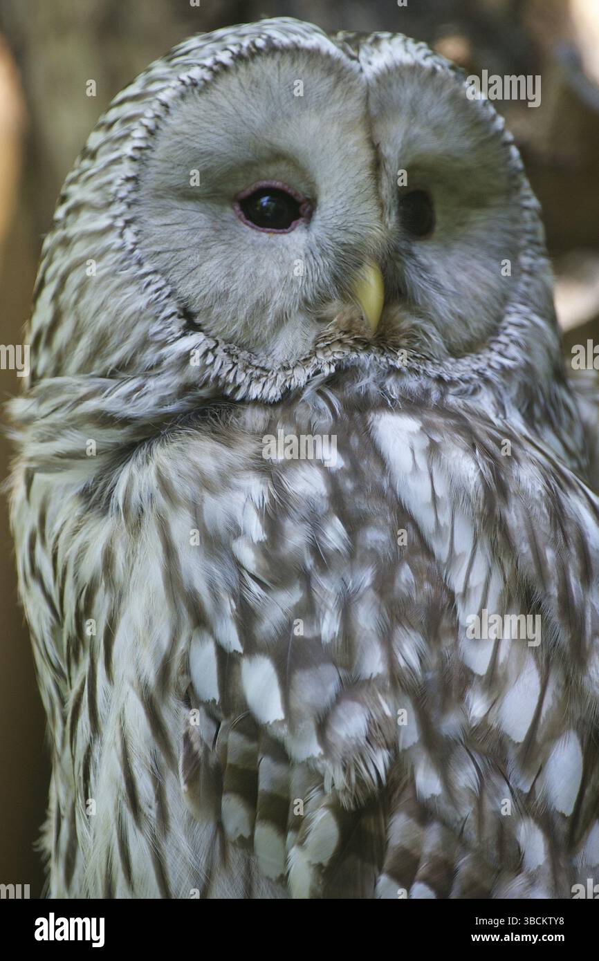 Animal, autumn, avian, awe, background, beak, beauty, bird, black ...