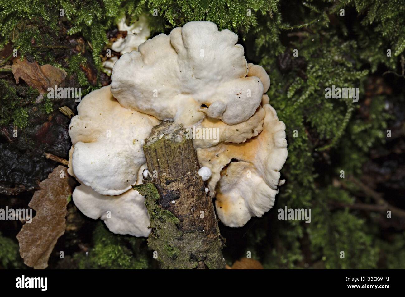 Common stump-foot (Crepidotus variabilis Stock Photo - Alamy