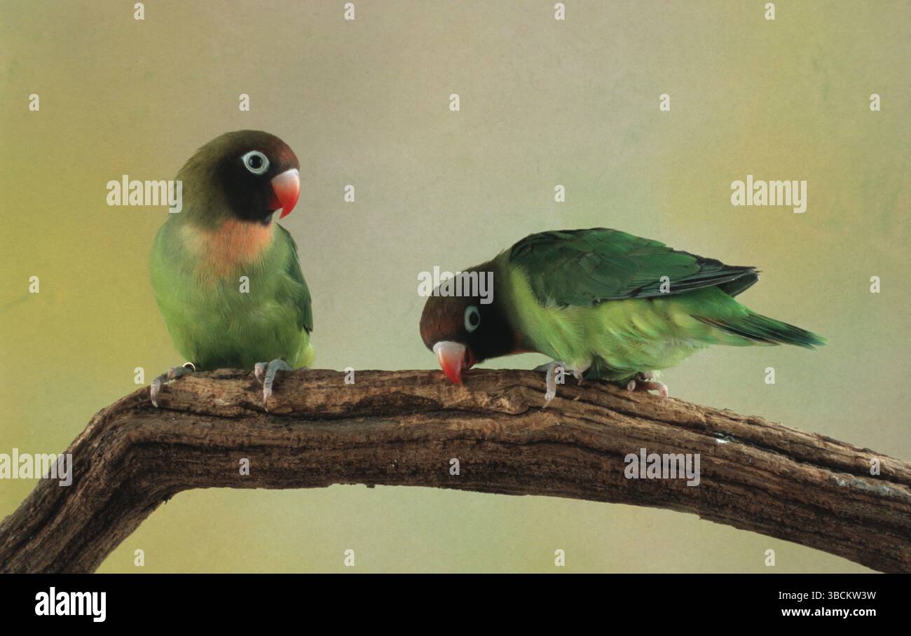 Black-cheeked Lovebird (Agapornis nigrigenis), Black-cheeked Lovebird ...