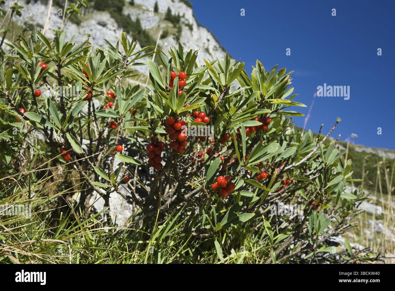 Red daphne, Mezereon (Daphne mezereum), Austria, Europe Stock Photo - Alamy
