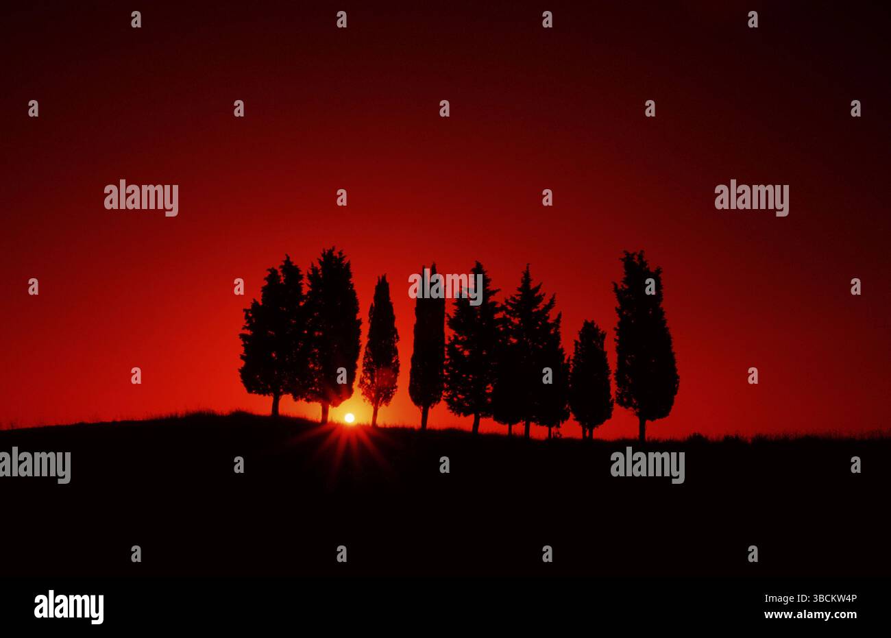 Tuscan cypress at sunrise, Mediterranean Cypress (Cupressus ...