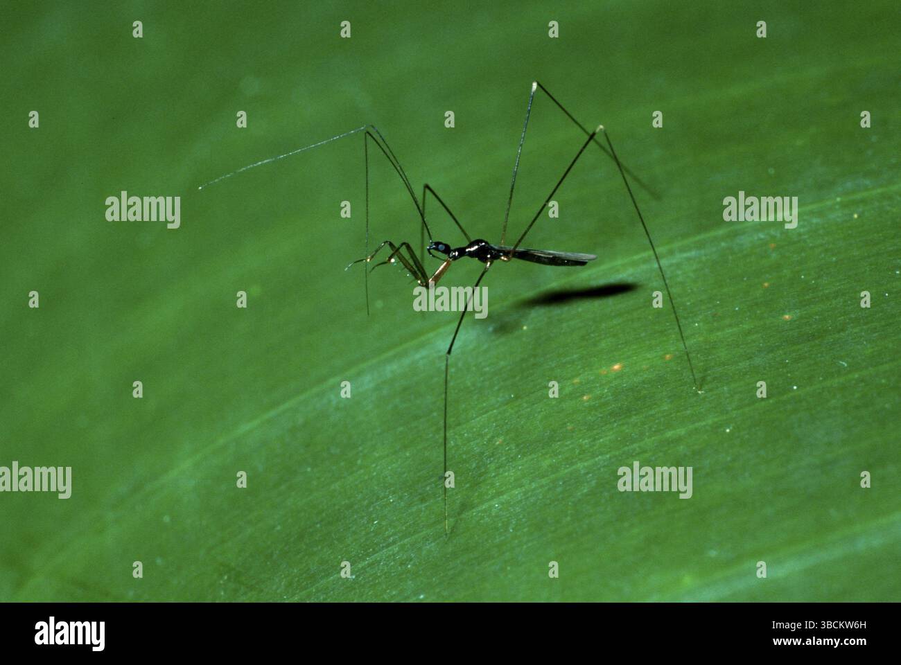 Mantis, Madagascar, Praying Mantis, Madagascar, Africa Stock Photo - Alamy
