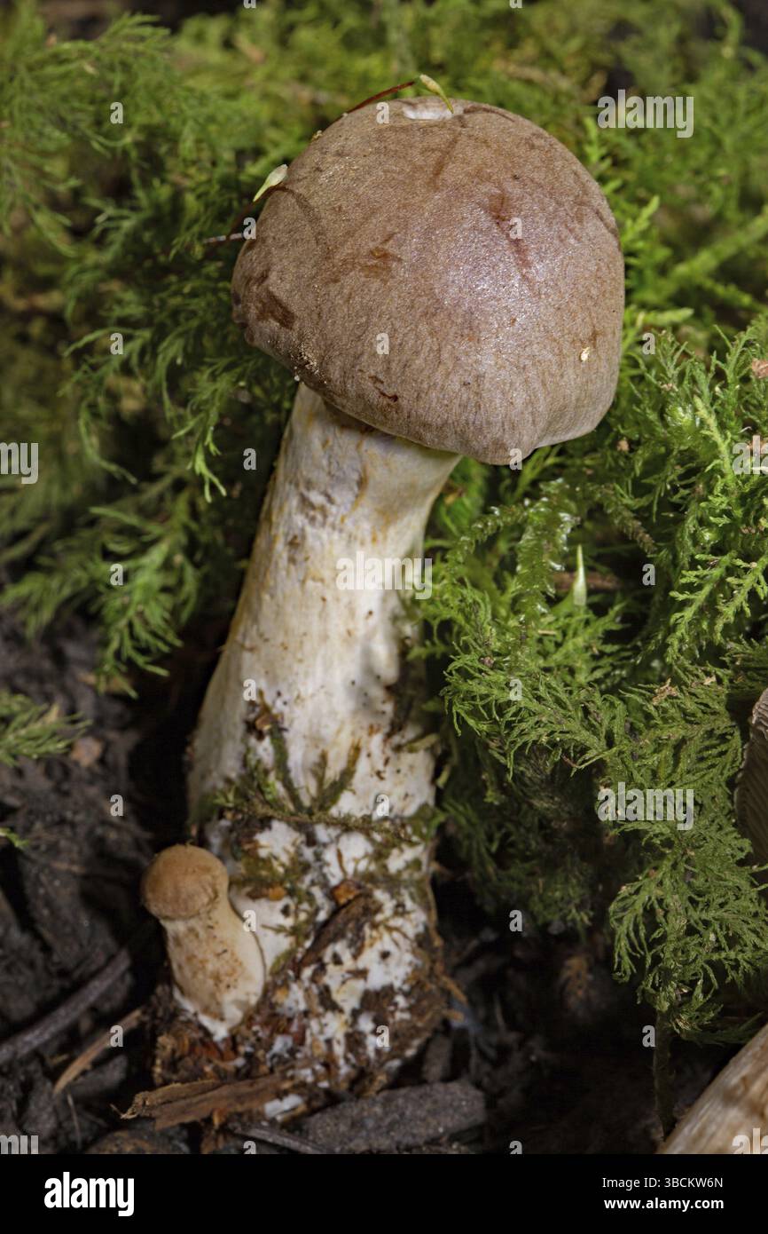Variable webcap (Cortinarius anomalus Stock Photo - Alamy