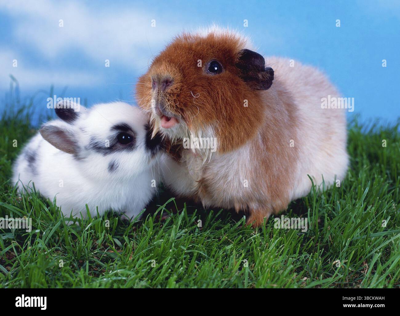 Guinea Pig Pig and young Dwarf Rabbit, guinea pig and dwarf rabbit ...