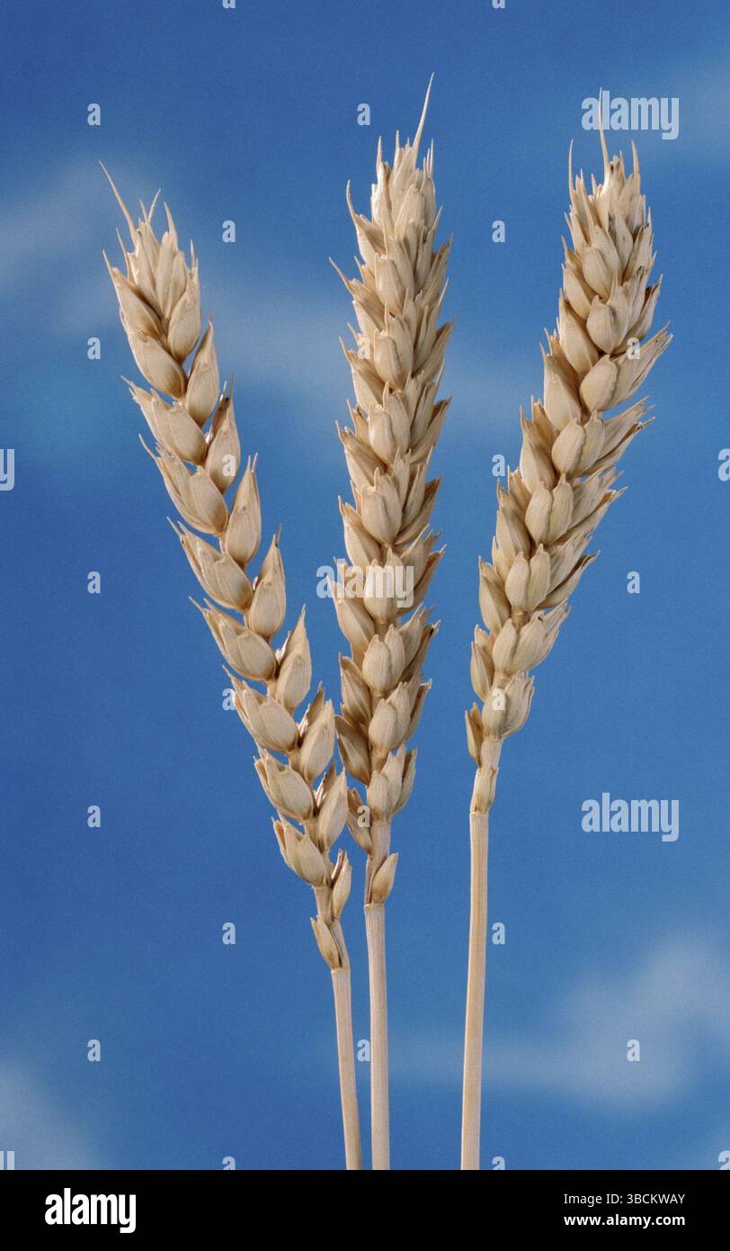 Wheat (Triticum aestivum) ears, wheat ears Grasses (Gramineae), cereals ...