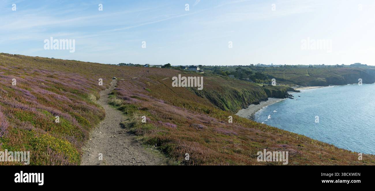 A hiking trail leading through lilac heath meadows along the wild coast ...