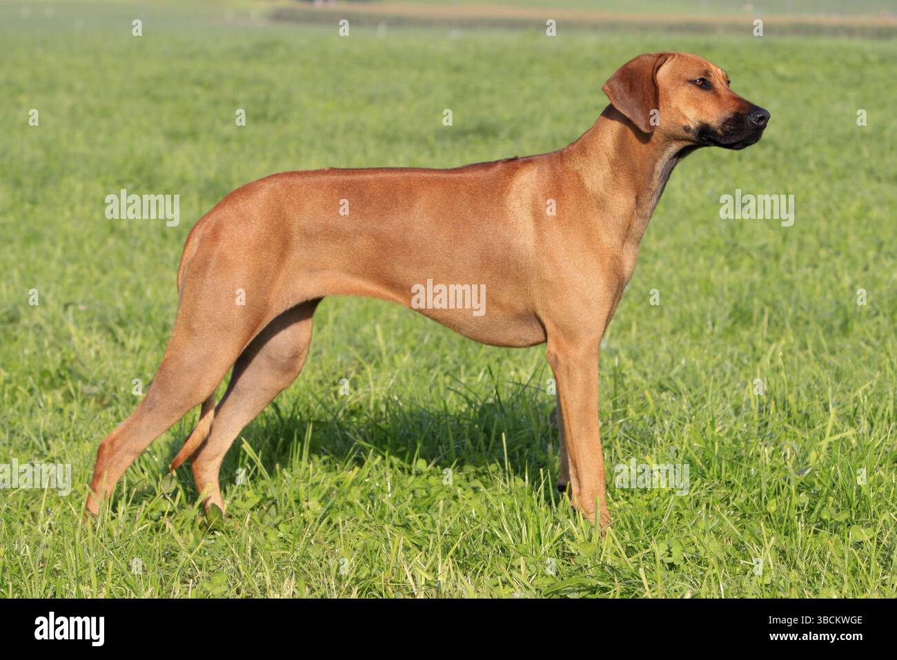 Rhodesian Ridgeback, female, lateral Stock Photo - Alamy