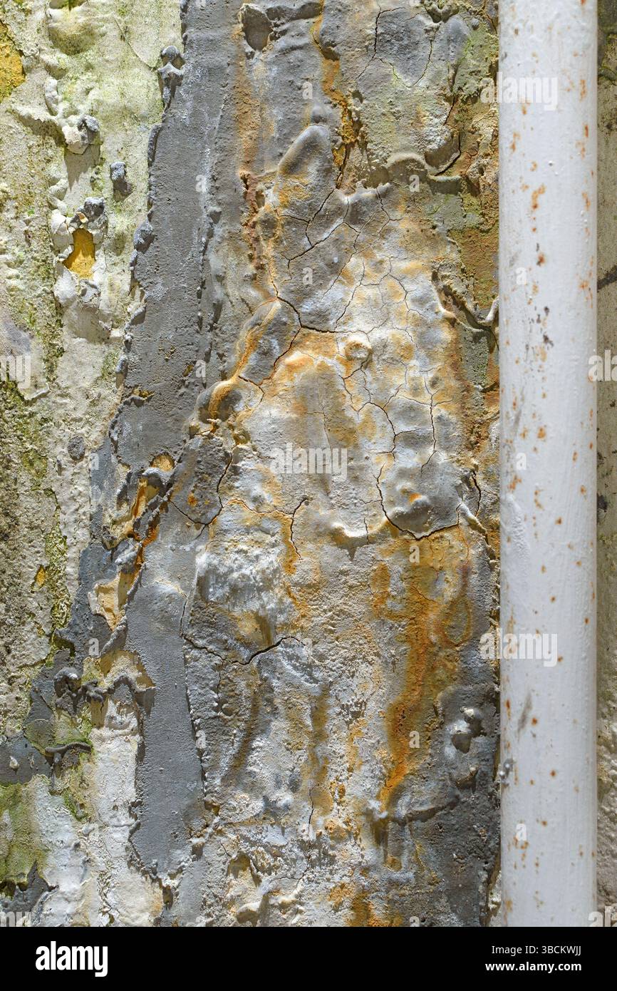 Damp and moldy wall. Peeling of paint and swelling of the wall from ...