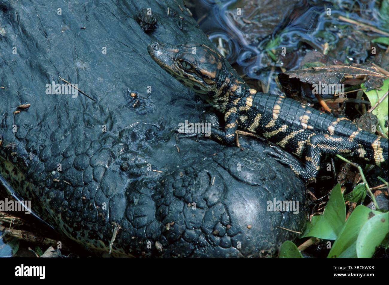 American Alligators (Alligator mississippiensis), female with young ...