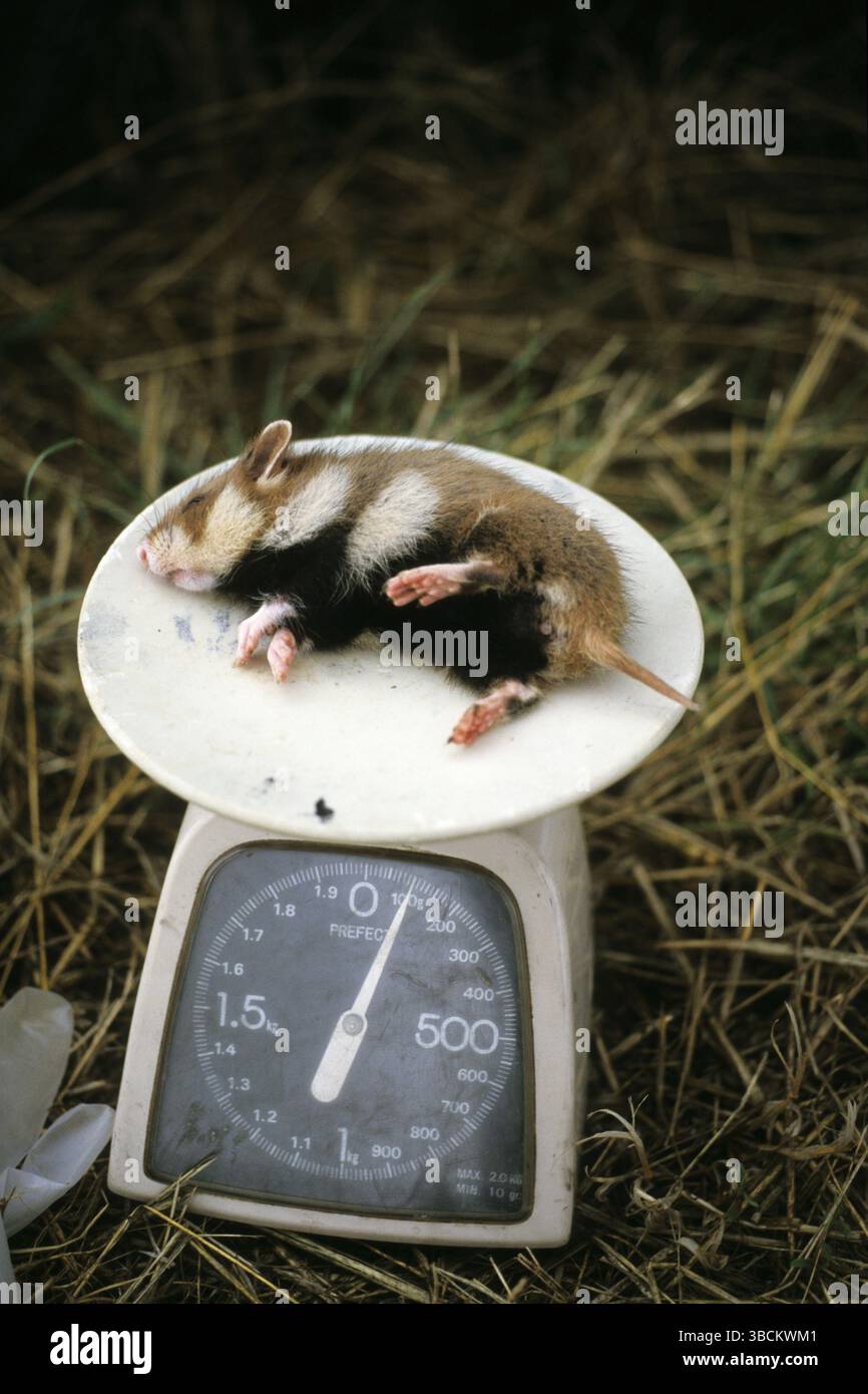 Sedated Common Hamster on scale, Lower Saxony, Germany (Cricetus ...