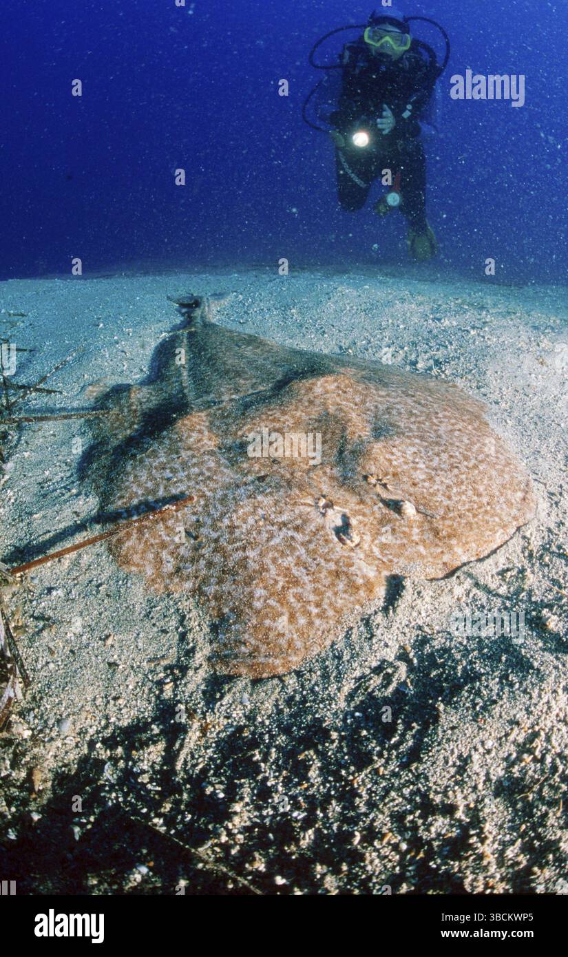 Atlantic Torpedo Ray and diver, Fuerteventura, Canary Islands, Spain ...