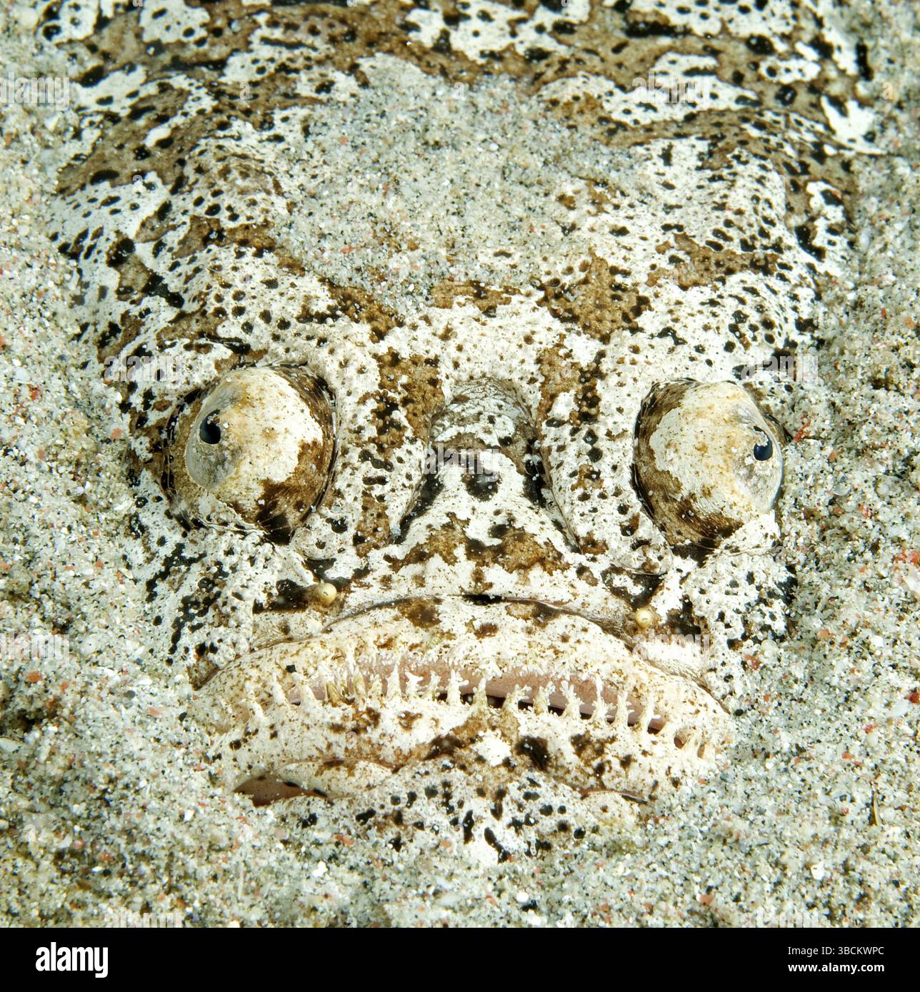 Marbled Stargazer, Philippine Sea (Uranoscopus bicinctus Stock Photo ...