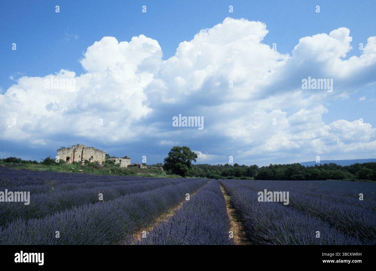 Lavender field and ruins of a house near Goult, Provence, Southern ...