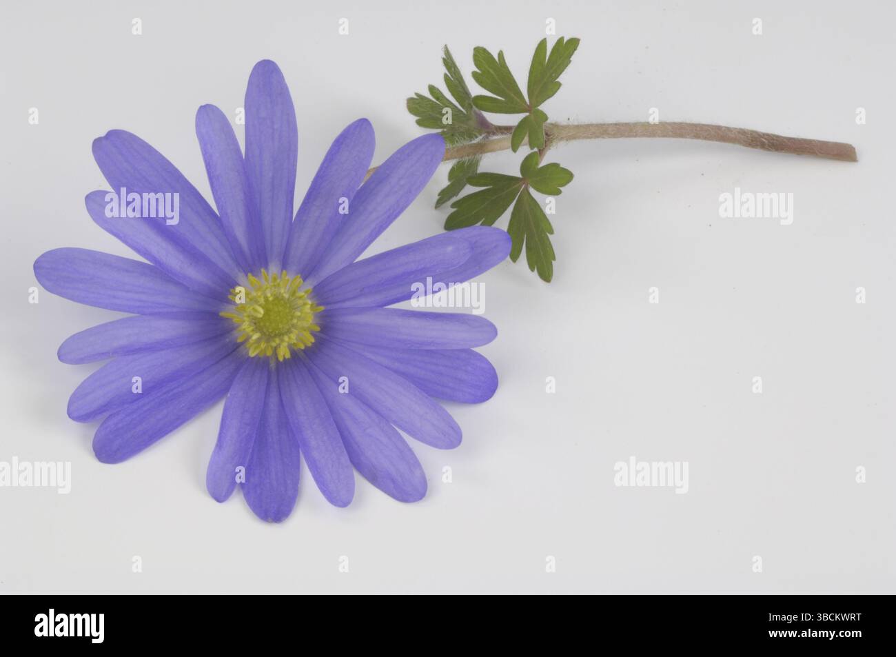 Anemone 'Blue Shades', Grecian windflower 'Blue Shades', Ray Anemone ...