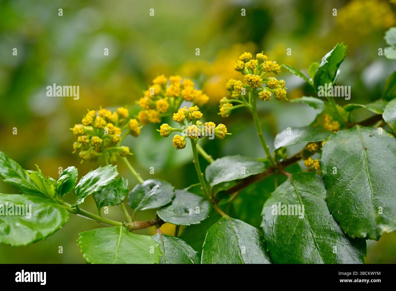 Fluffy mustard yellow spring flowers of Azara petiolaris UK garden May ...