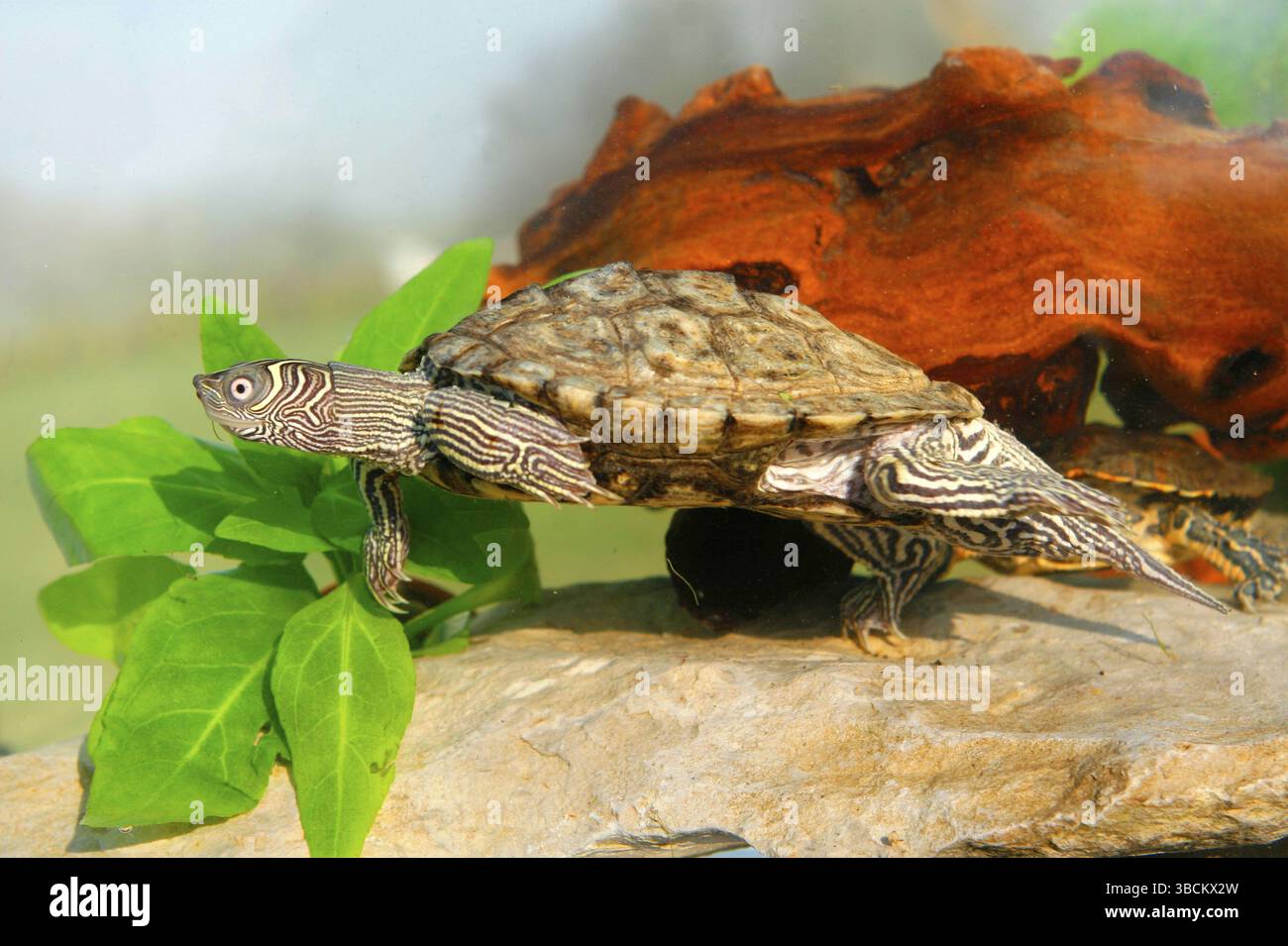 Mississippi Map Turtle in terrarium (Graptemys pseudogeographica kohnii ...