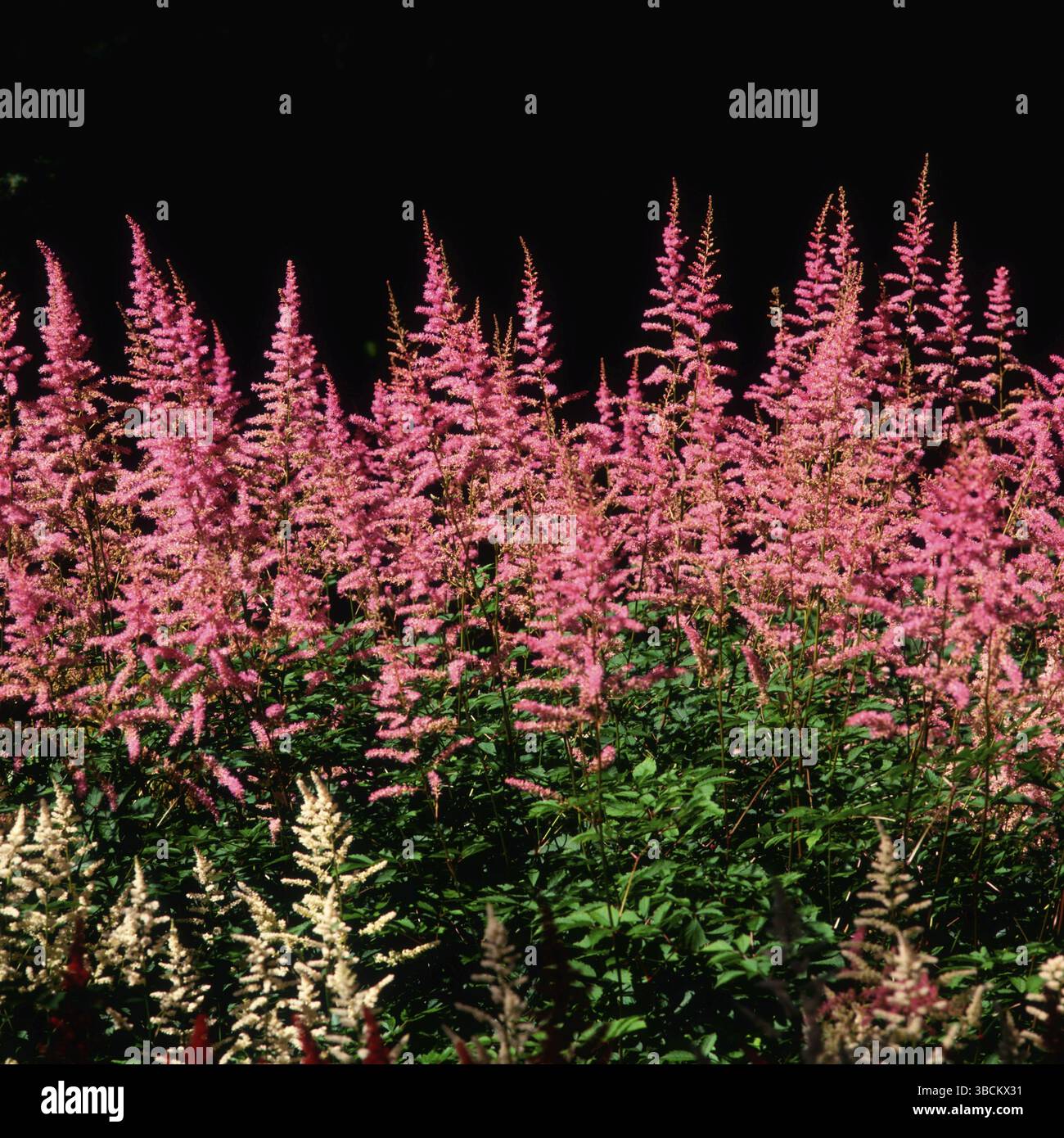 Astilbe (Astilbe arendsii hybride Stock Photo - Alamy