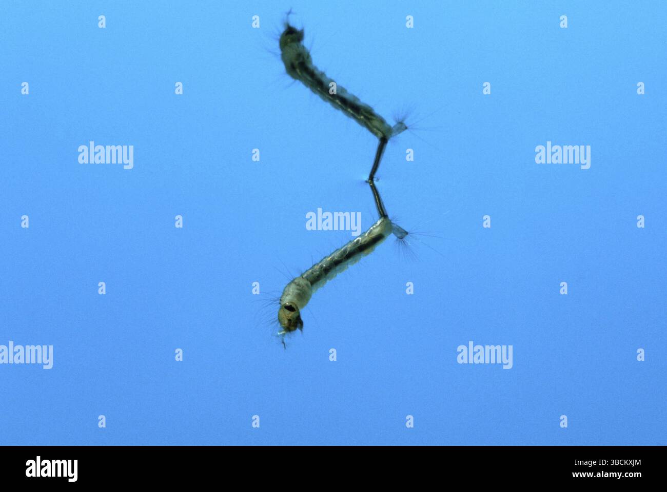 House Gnat larva, common (Culex pipiens) mosquito larva, house mosquito ...