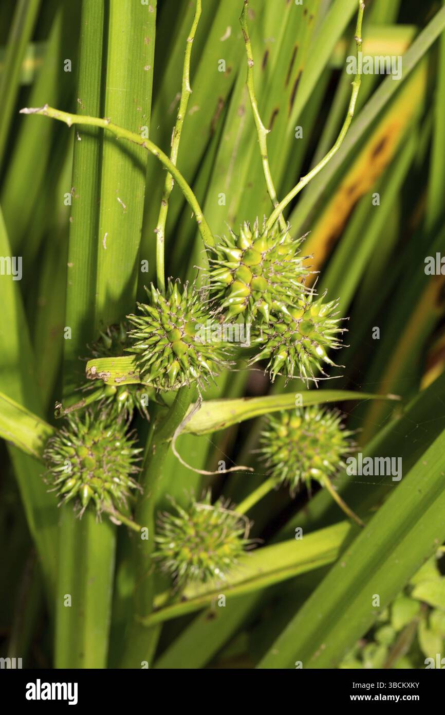 Simple Burdock (Sparganium erectum Stock Photo - Alamy