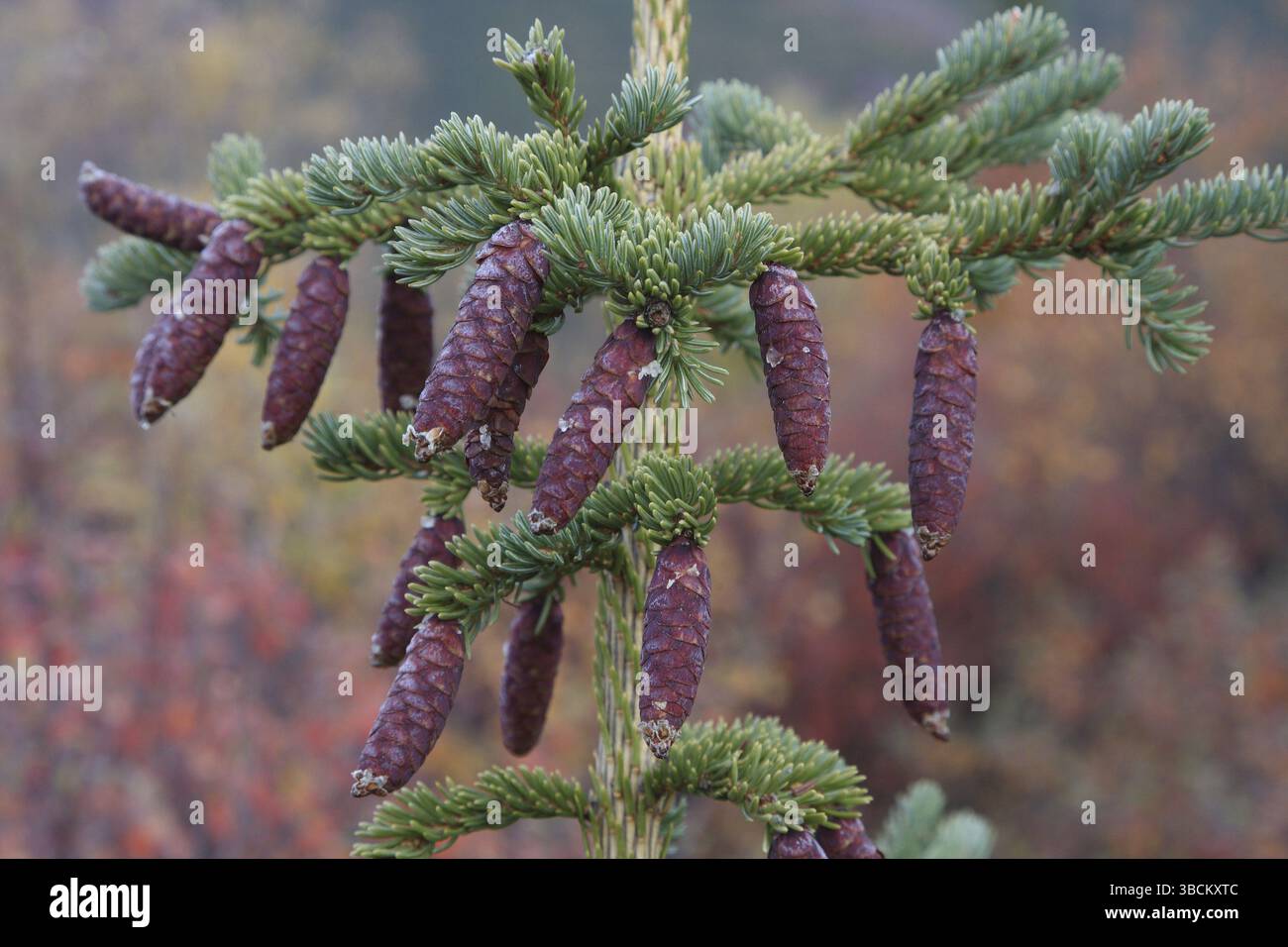 Hemlock, cone, Alaska (Tsuga heterophylla), USA, North America Stock ...