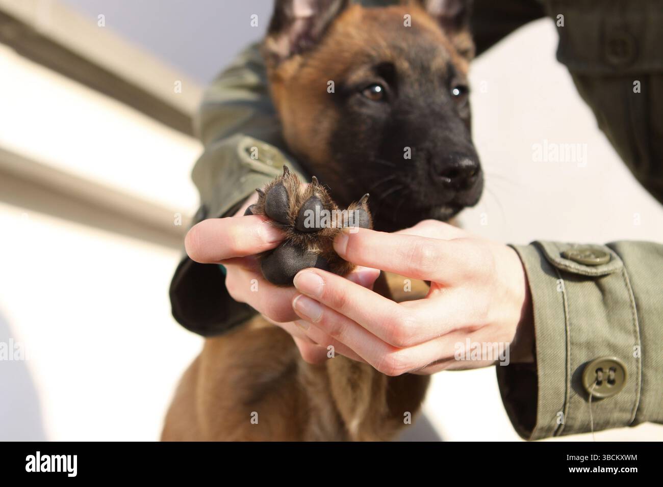 Malinois, paw of puppy is controlled, Mecheler, Belgian shepherd dog ...