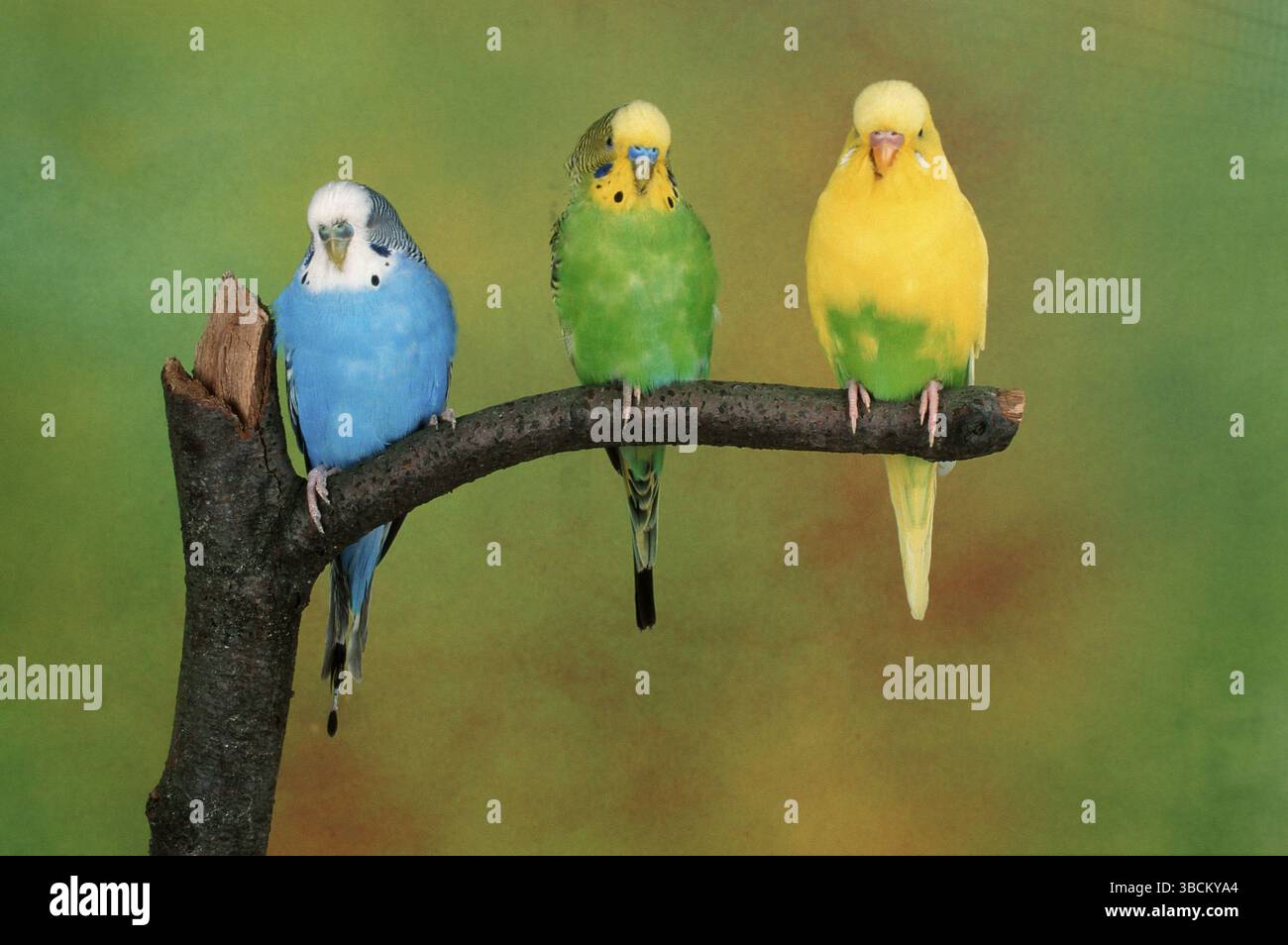 Budgies (Melopsittacus undulatus), male, normal-light blue, normal ...